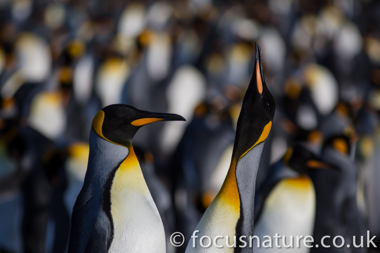 Falkland Islands | Wildlife Holidays | Focus Nature