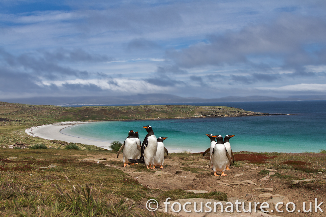 Falkland Islands | Wildlife Holidays | Focus Nature