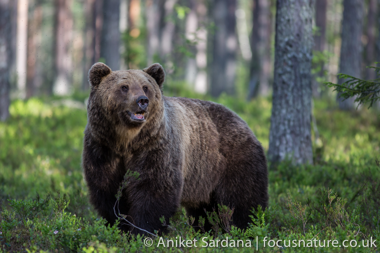 Finland Wildlife Holidays | Tour Gallery
