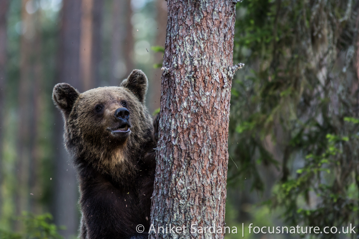 Finland Wildlife Holidays | Tour Gallery