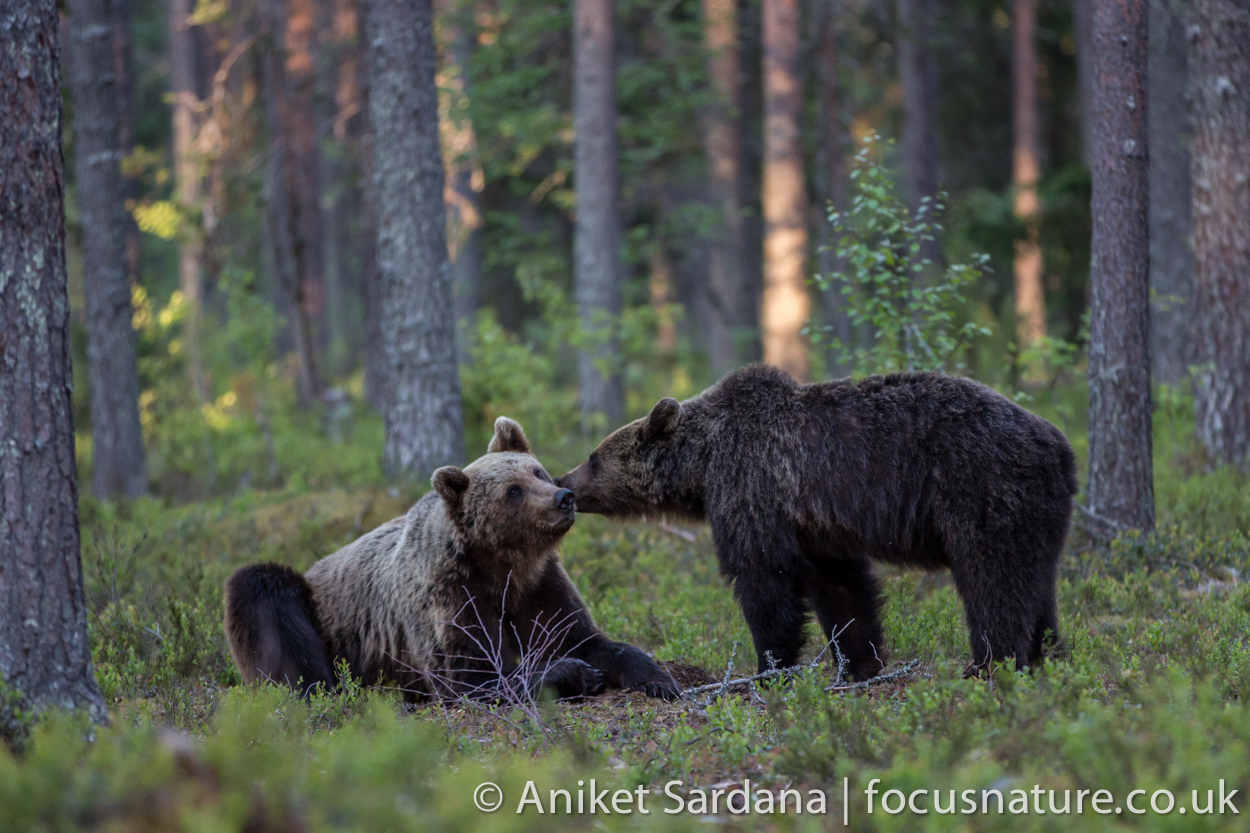 Finland Wildlife Holidays | Tour Gallery